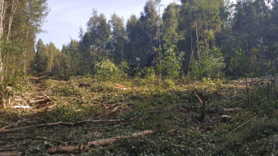 Nature management actions at Amalva site - LIFE Peat Restore