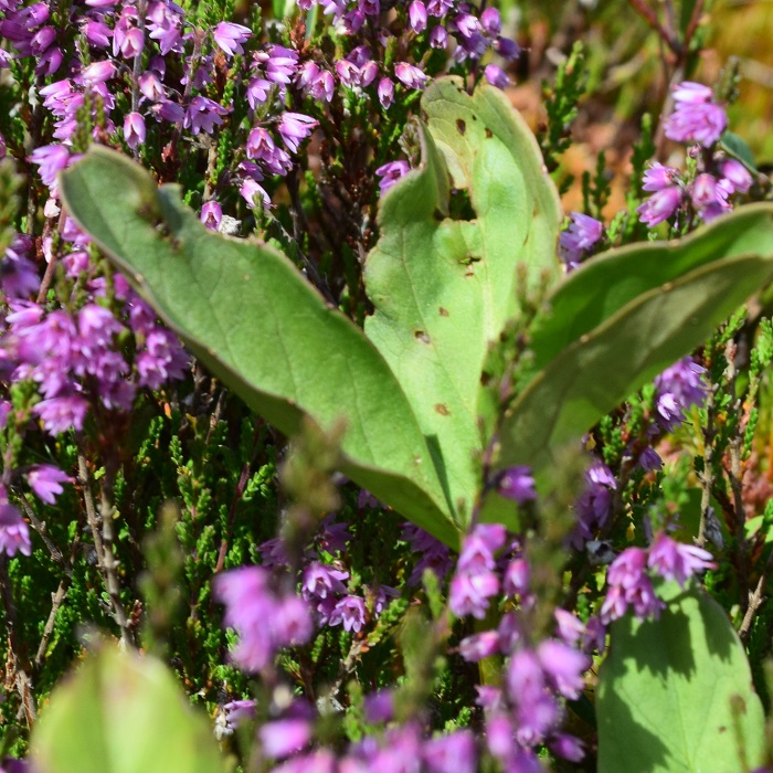 Peat deposit depth measurement with georadar - LIFE Peat Restore